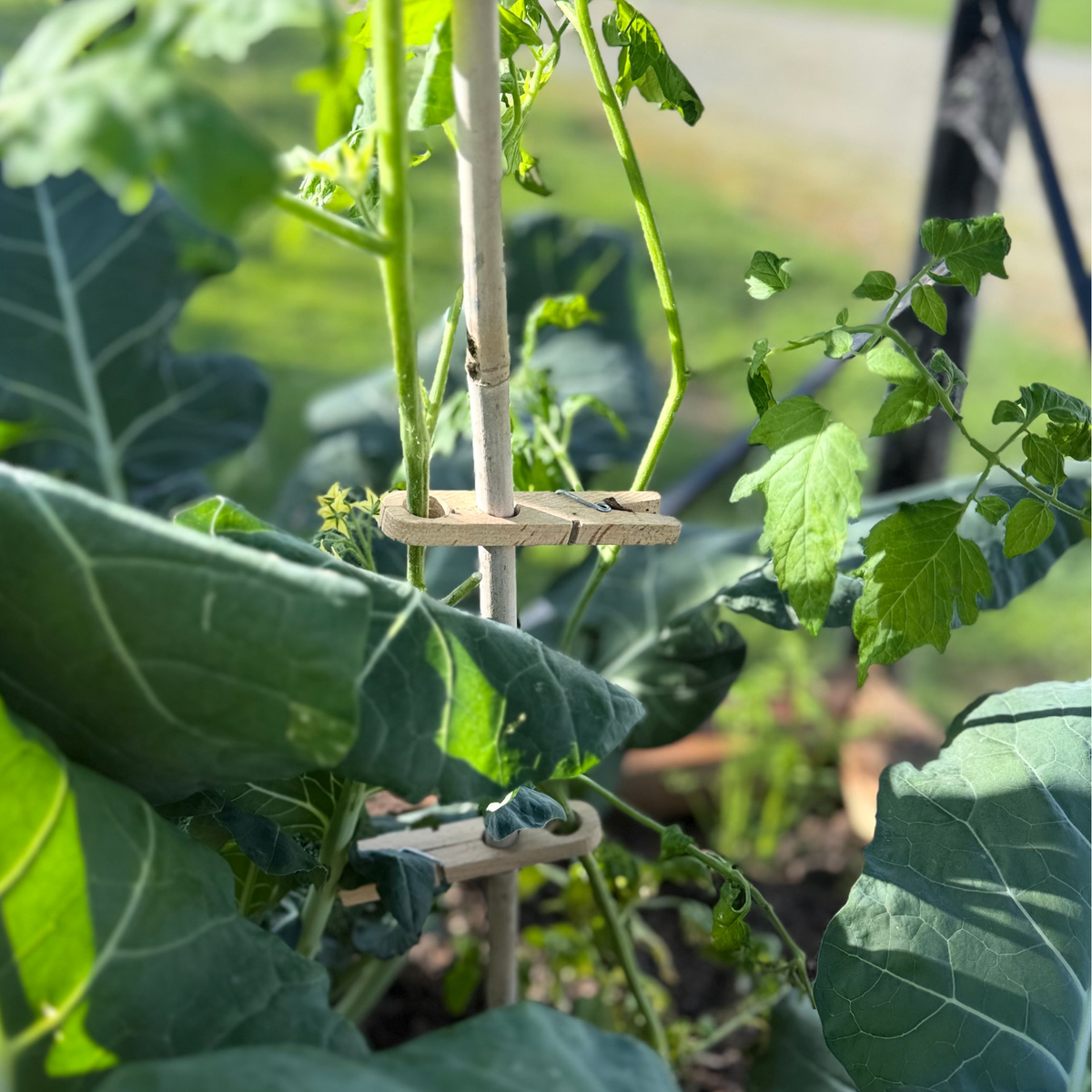 Plant Peg | Wooden Garden Stake & Plant Support – Heaven in Earth ...